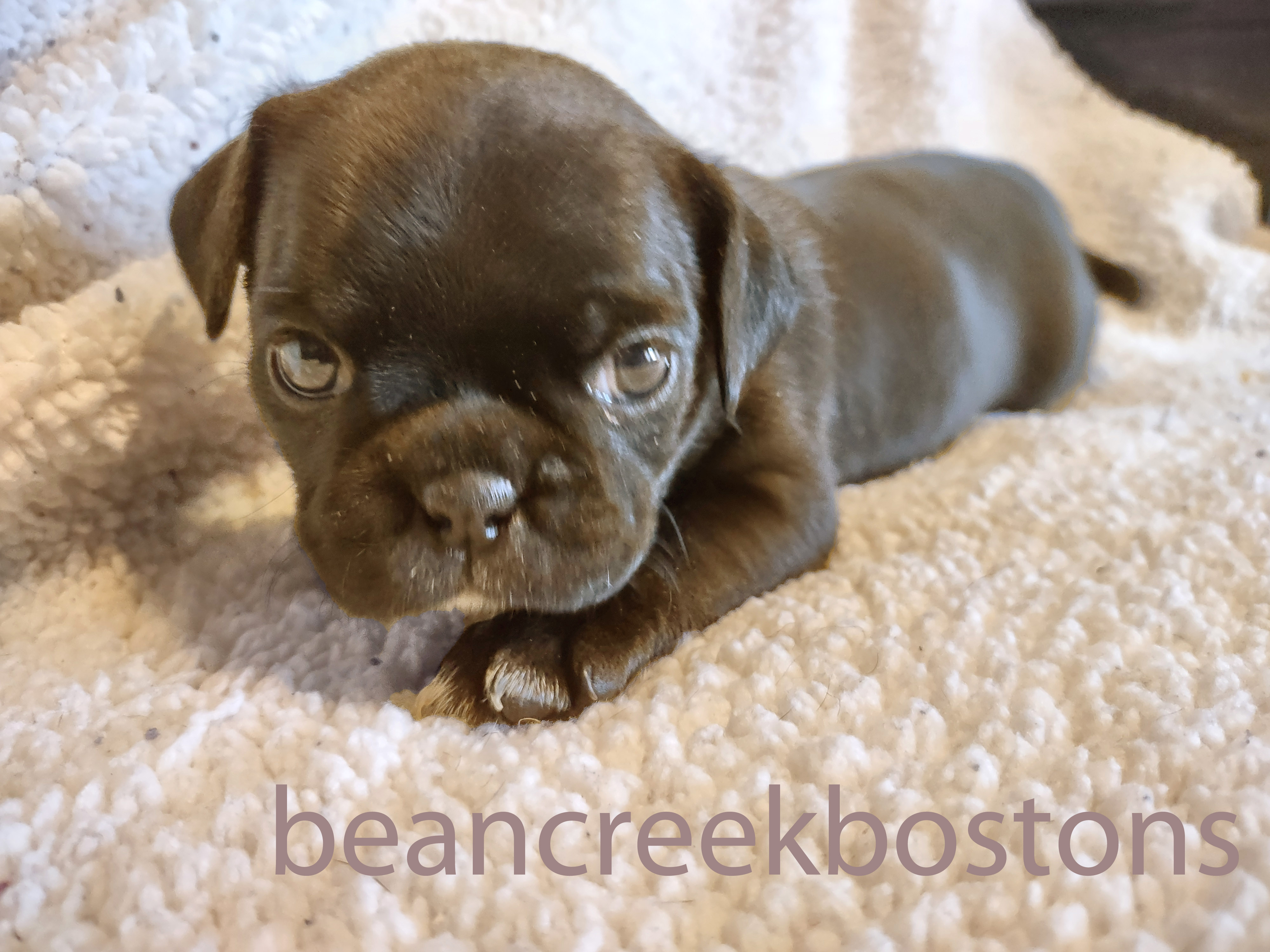 Buffy Bugg (Boston Terrier / Pug) – Bean Creek Bostons