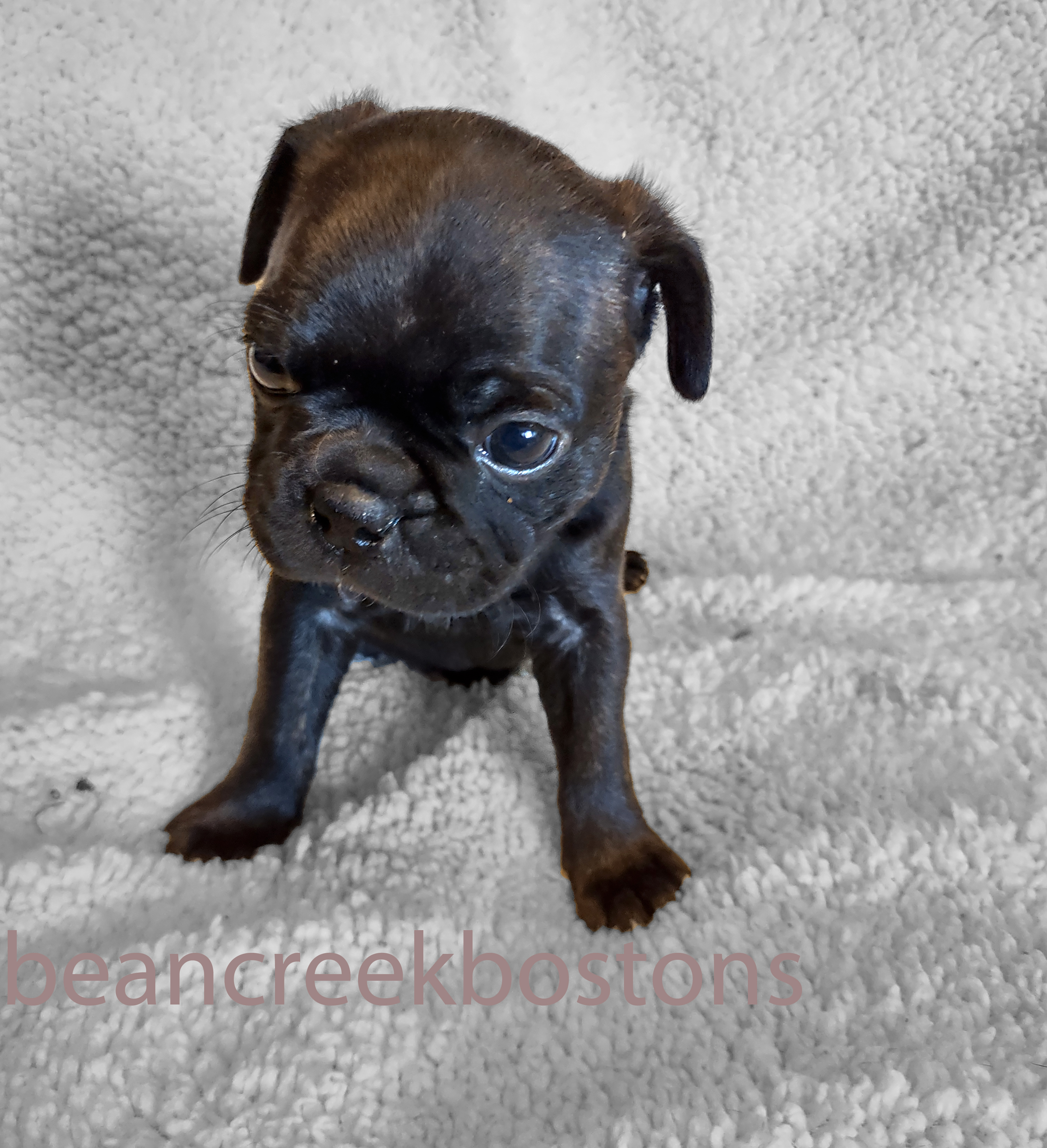 Bean Creek Bostons – #1 Breeder in Michigan of Boston Terriers, Pugs ...