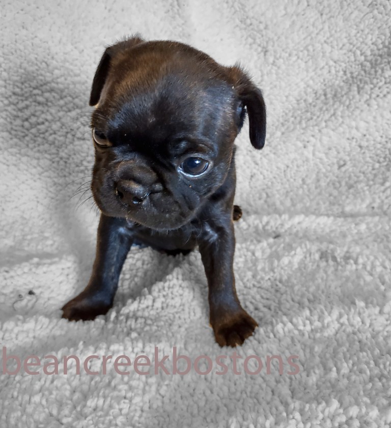 Bean Creek Bostons – #1 Breeder in Michigan of Boston Terriers, Pugs ...