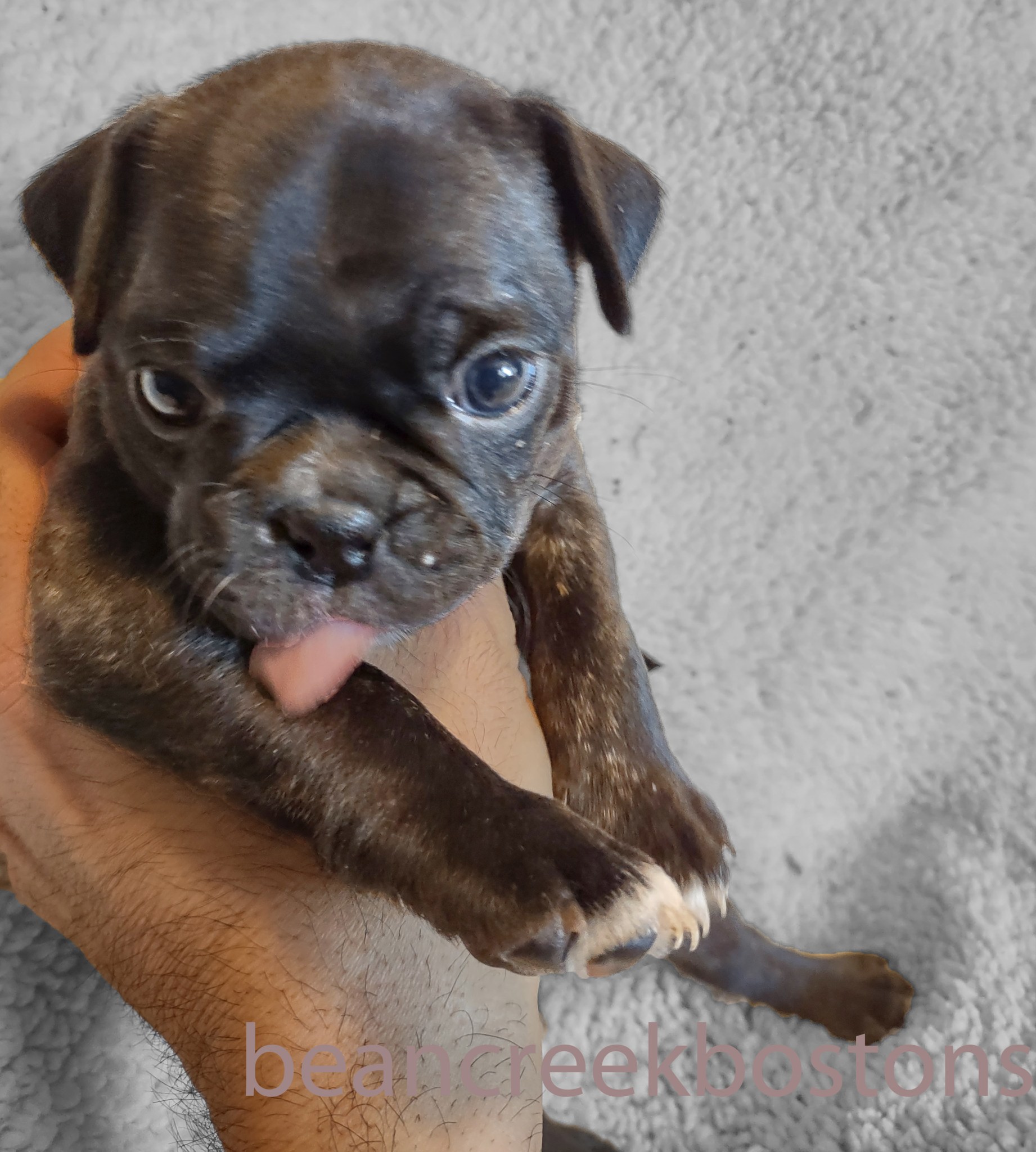 Bean Creek Bostons – #1 Breeder in Michigan of Boston Terriers, Pugs, and Buggs!