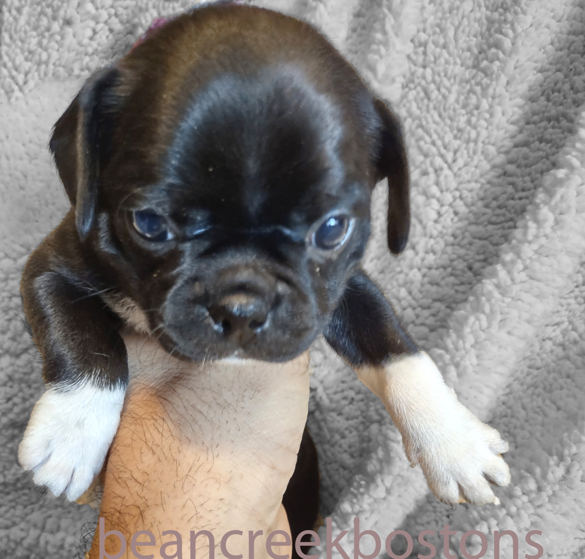 Bean Creek Bostons – #1 Breeder in Michigan of Boston Terriers, Pugs ...