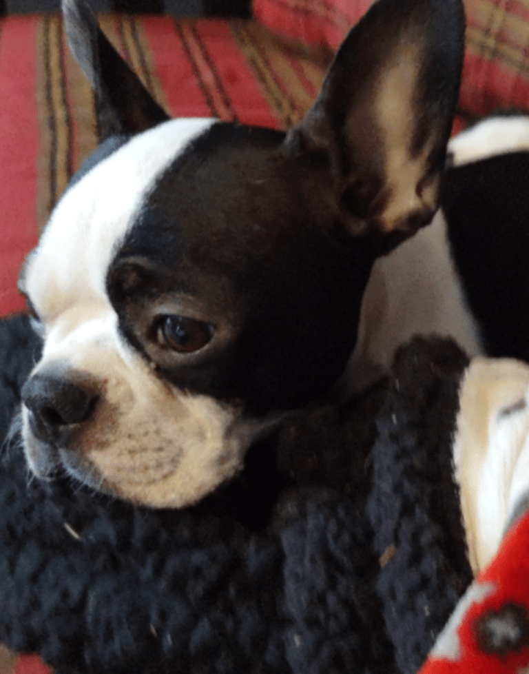 Bean Creek Bostons – #1 Breeder in Michigan of Boston Terriers, Pugs ...