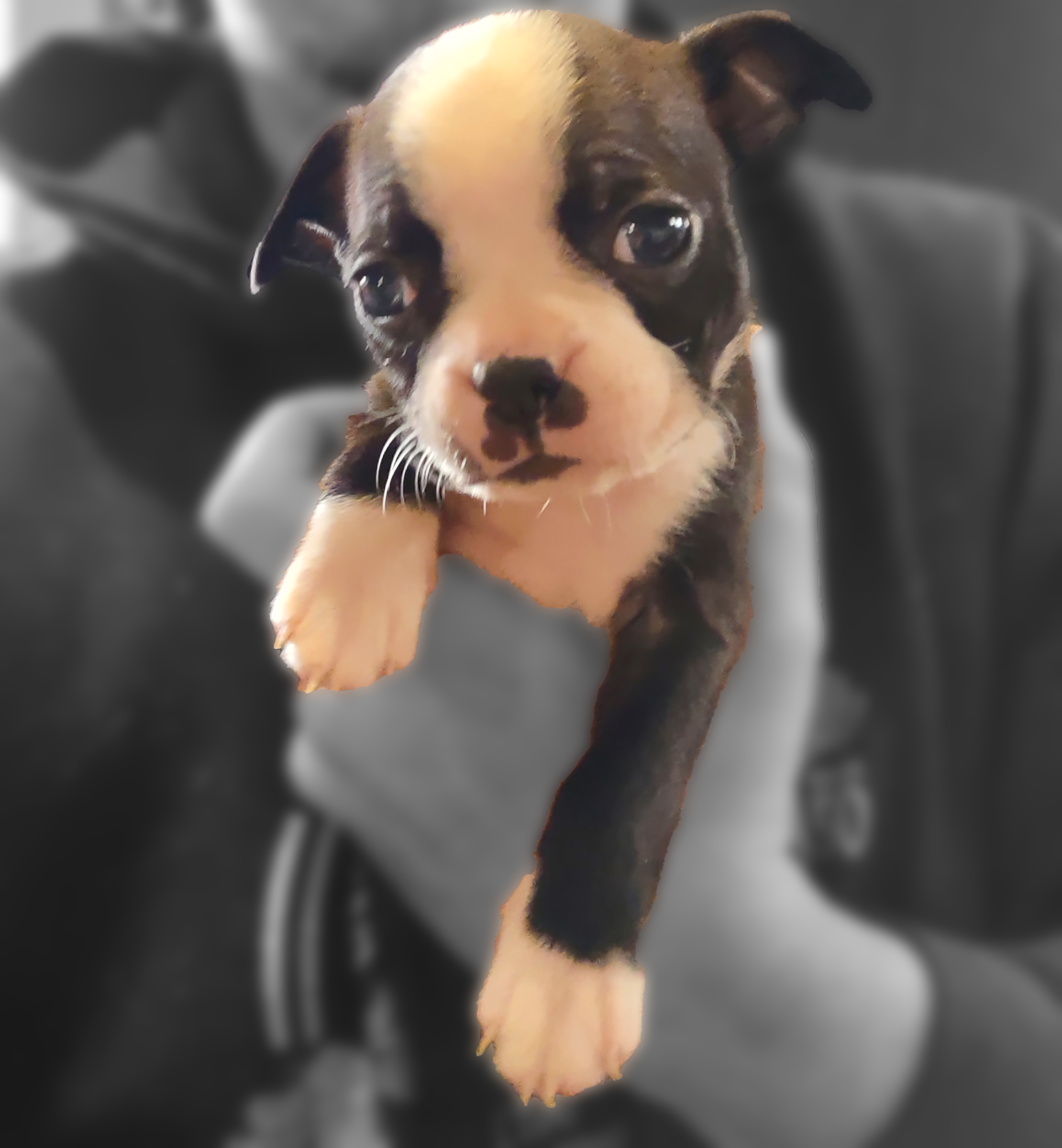 Bean Creek Bostons – #1 Breeder in Michigan of Boston Terriers, Pugs ...