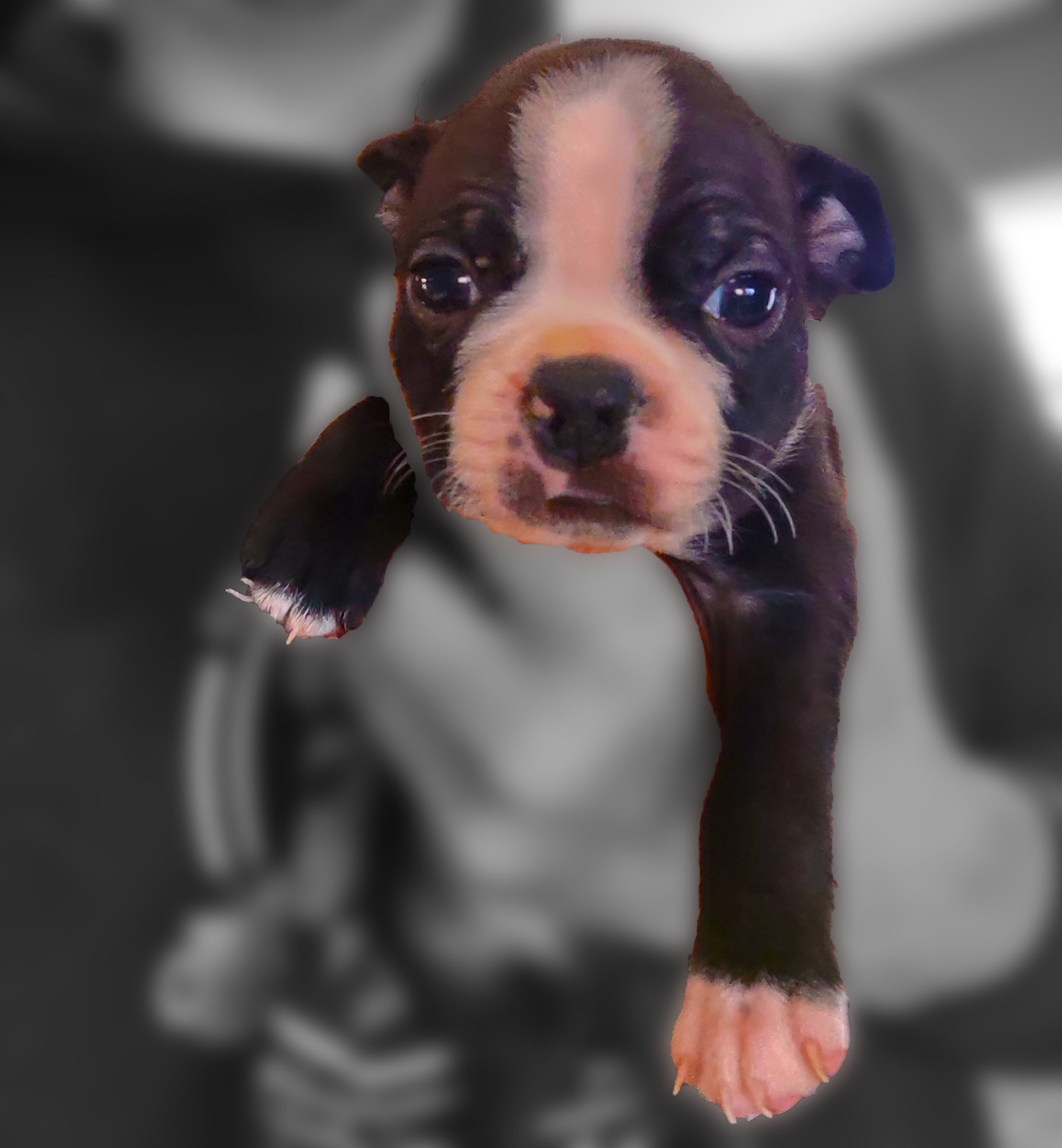 Bean Creek Bostons – #1 Breeder in Michigan of Boston Terriers, Pugs ...