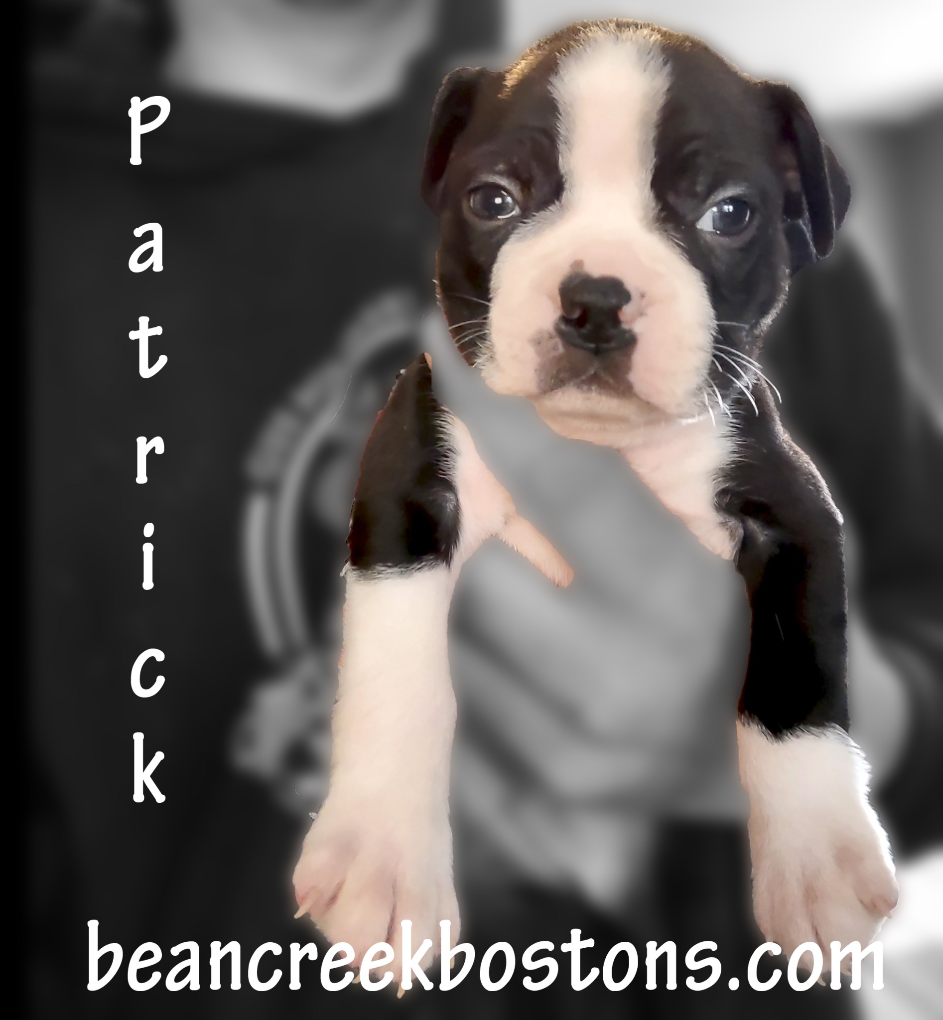 Bean Creek Bostons – #1 Breeder in Michigan of Boston Terriers, Pugs, and Buggs!