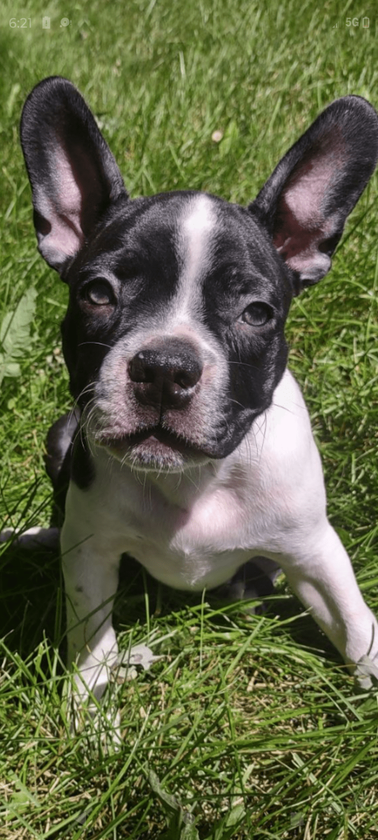 Bean Creek Bostons – #1 Breeder in Michigan of Boston Terriers, Pugs ...